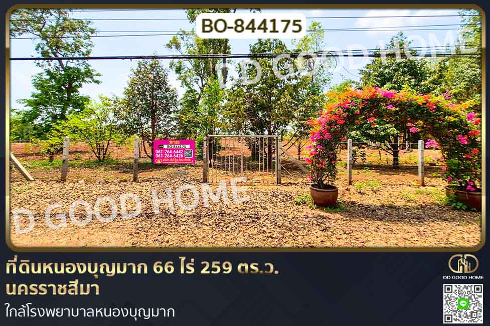 ที่ดินหนองบุญมาก 66 ไร่ 259 ตร.ว. นครราชสีมา ใกล้โรงพยาบาลหนองบุญมาก